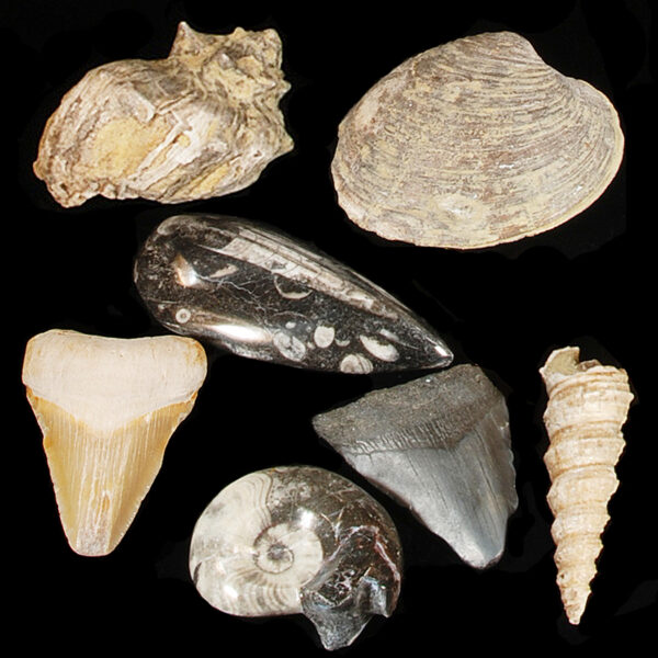 Fossils